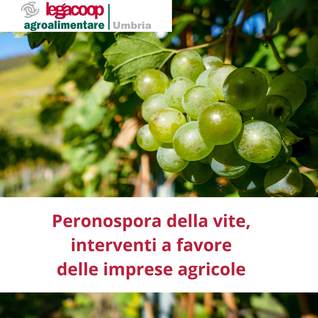 Danni da peronospora della vite, su segnalazione degli assessori ...